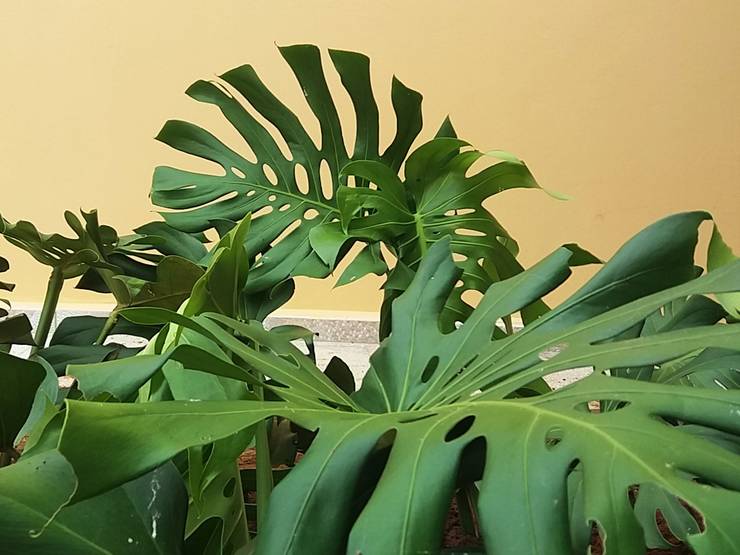 10 Melhores Plantas Para Cultivar No Banheiro Homify