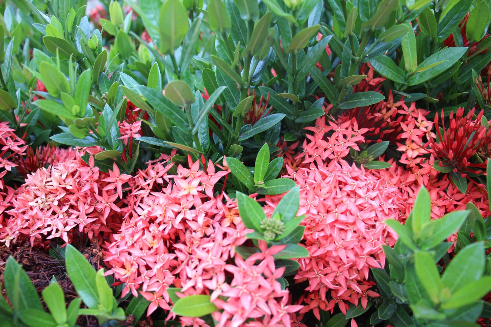 How To Get Rid Of All Insects In Your Yard 4 Invaluable Remedies For