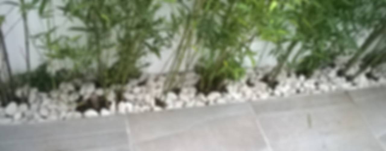 Tipos de bambú para patios y jardines | homify