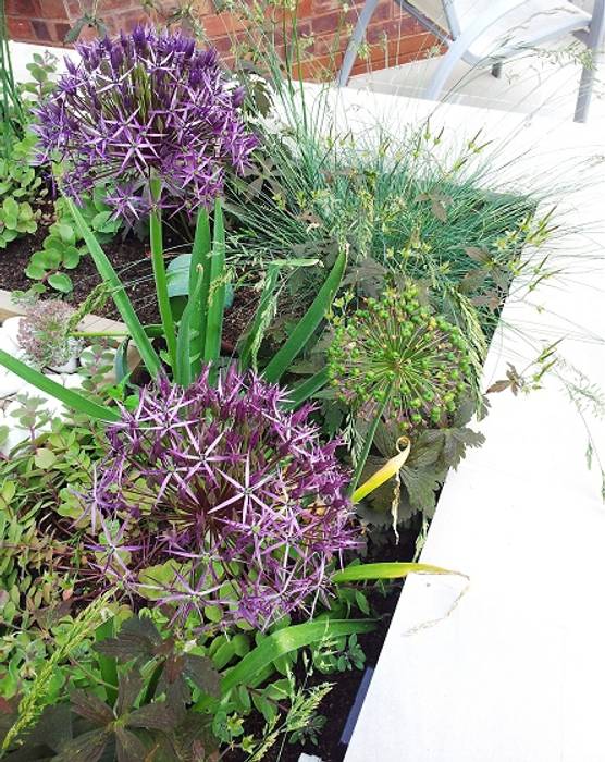 Alliums in raised bed | homify