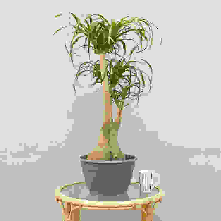 Plantas de sombra para exterior e interior - ¿Cuál elegir? | homify