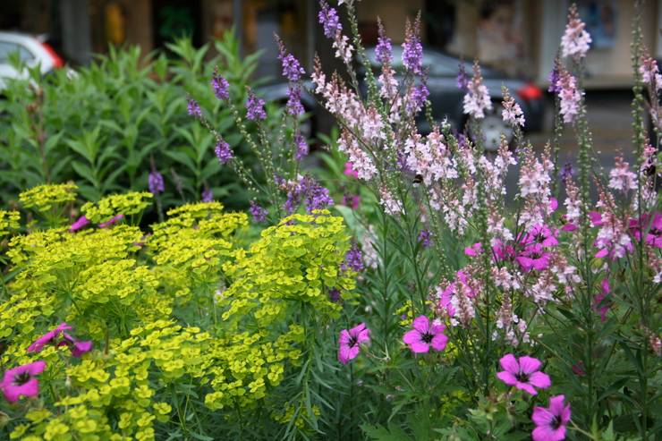 Plants that will give your garden pizazz