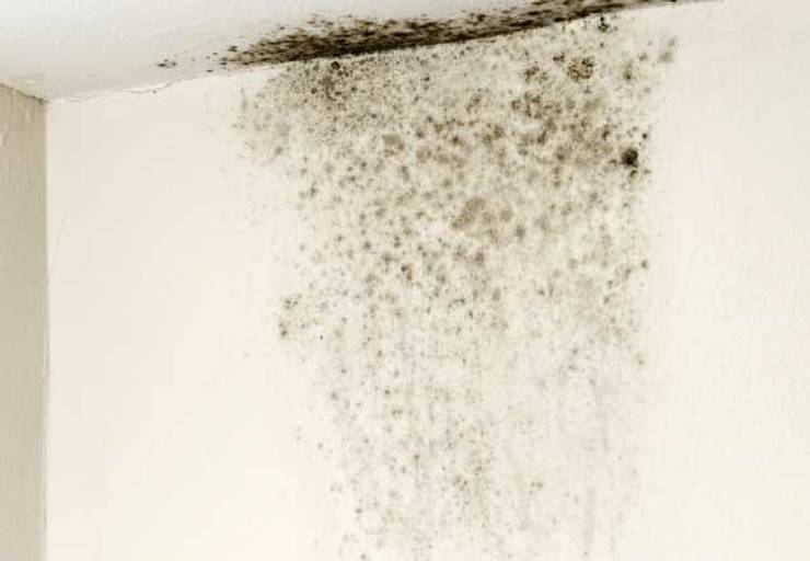 Spray Antimuffa: Come Usarli e Consigli Utili