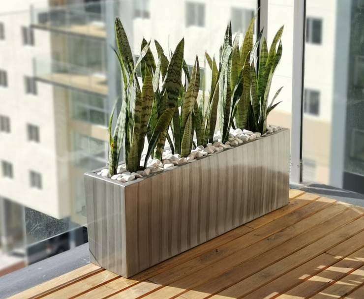 10 Plantas Ideales para Decorar tu Balcón y Hacerlo el Más Lindo de la ...