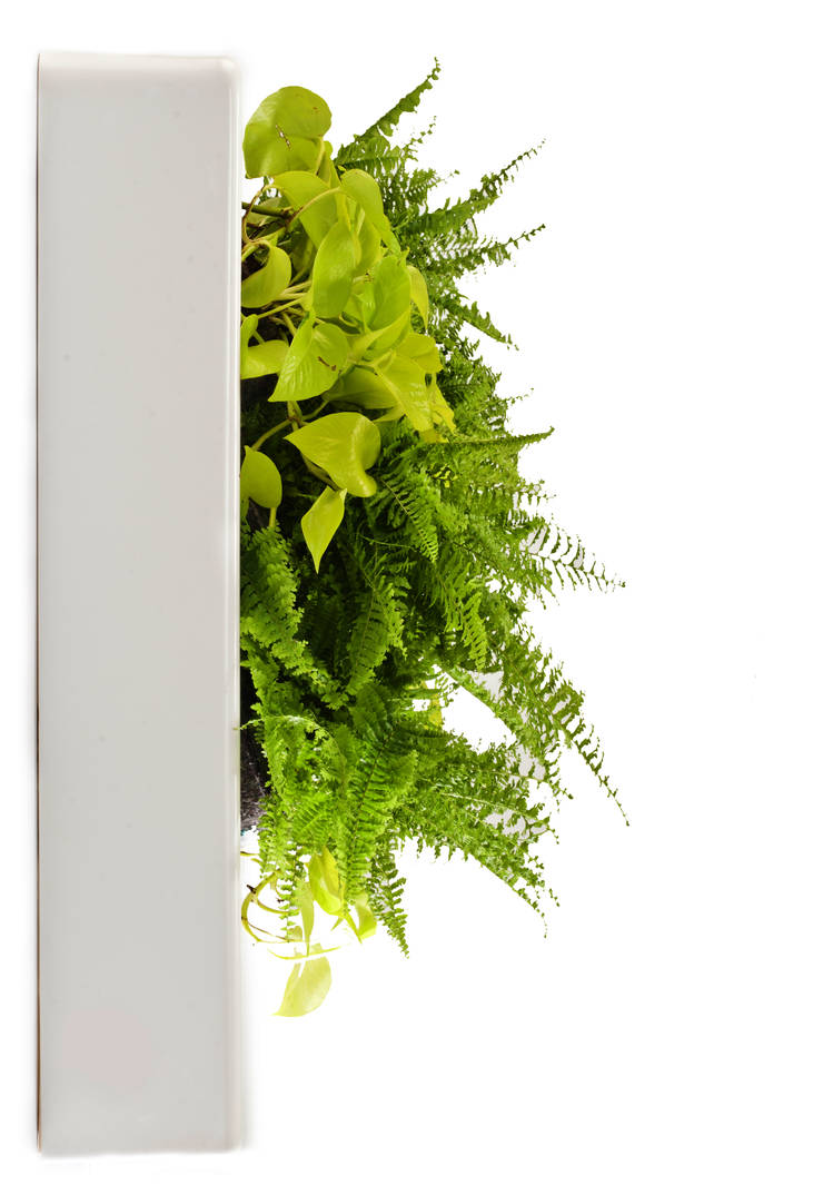 Florama - żywy obraz z roślinnością, profesjonalista: FLORABO2 | homify