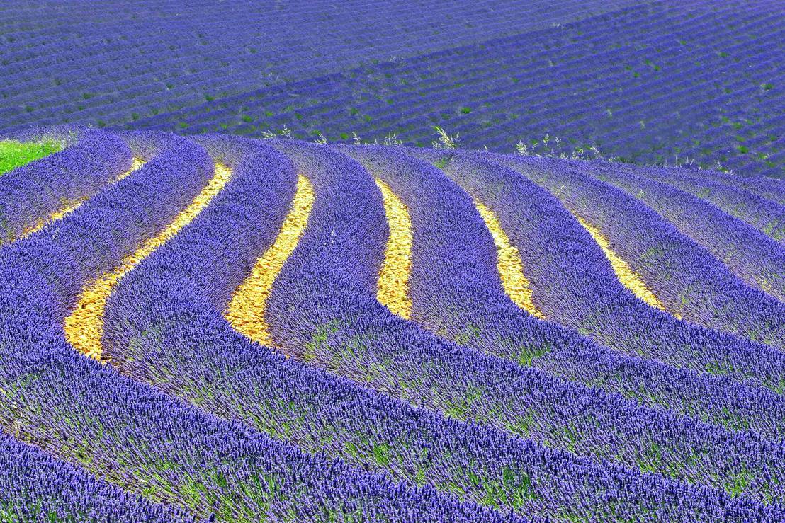 Lavanda in Provenza - Lavender in Provence | homify