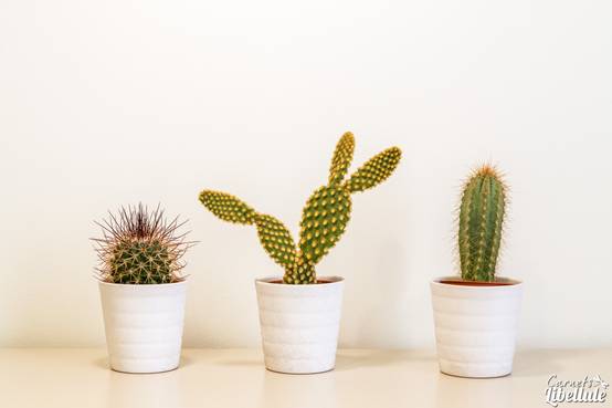 Summer trend alert: how to bring cacti into your interiors! | homify