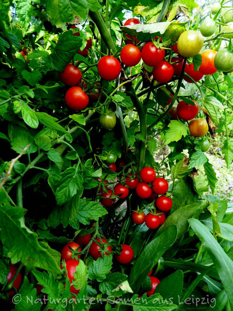 Wildtomate humboldtii von naturgarten-samen aus leipzig landhaus | homify