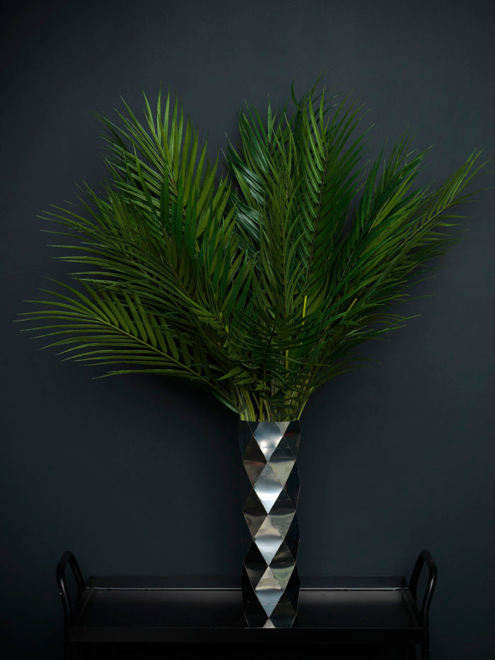 Indoor palmbomen om je huis mee te versieren: De top 10! | homify