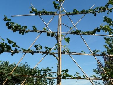 Een leilinde snoeien: eenvoudig zelf aan de slag met deze gids! | homify