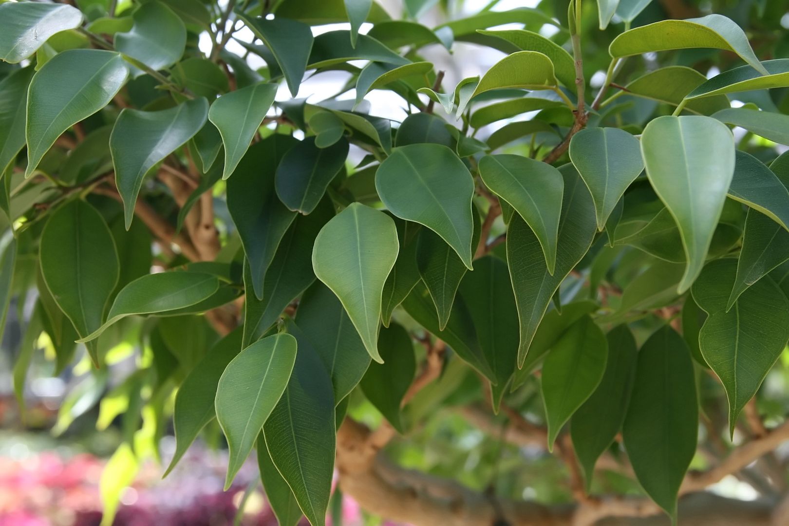 Ficus benjamina: Todo lo que debe saber sobre su cuidado | homify