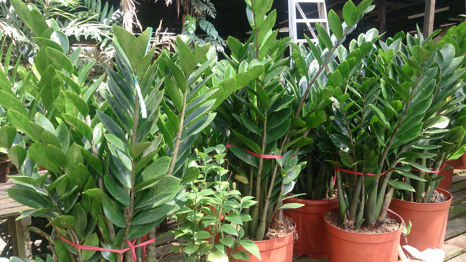 Zamioculcas: información y cómo cuidarlas | homify