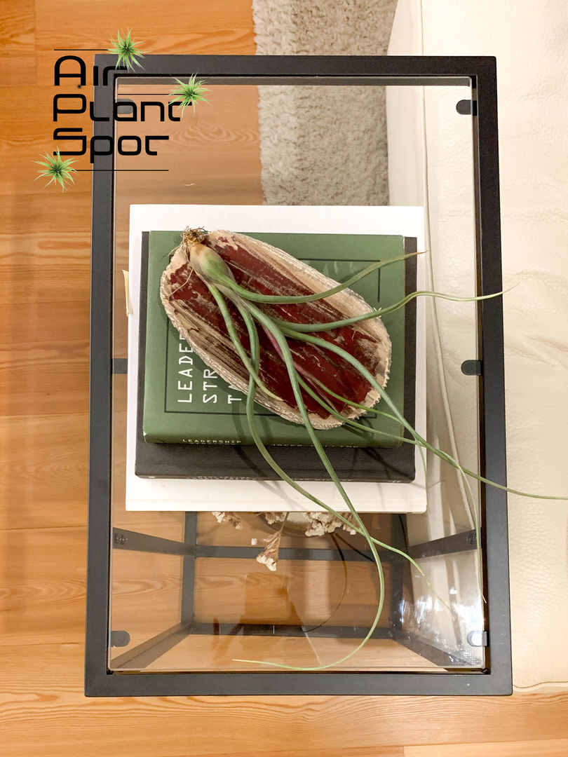 Tillandsias - Tudo o que Precisa de Saber Sobre Esta Planta Incrível ...