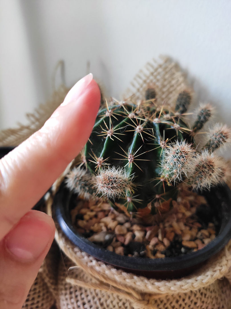 Gardening Tricks & Tips: 3 Ways To Remove Cactus Spines From Fingers ...