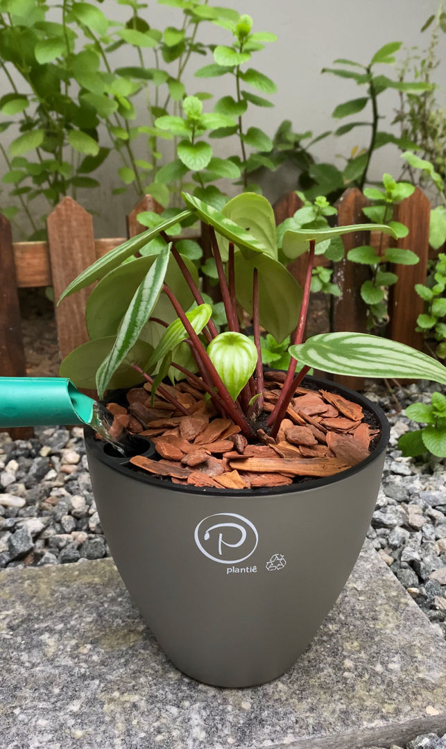 Faça o Seu Próprio Sistema de Rega Automática para Plantas: 7 Passos ...