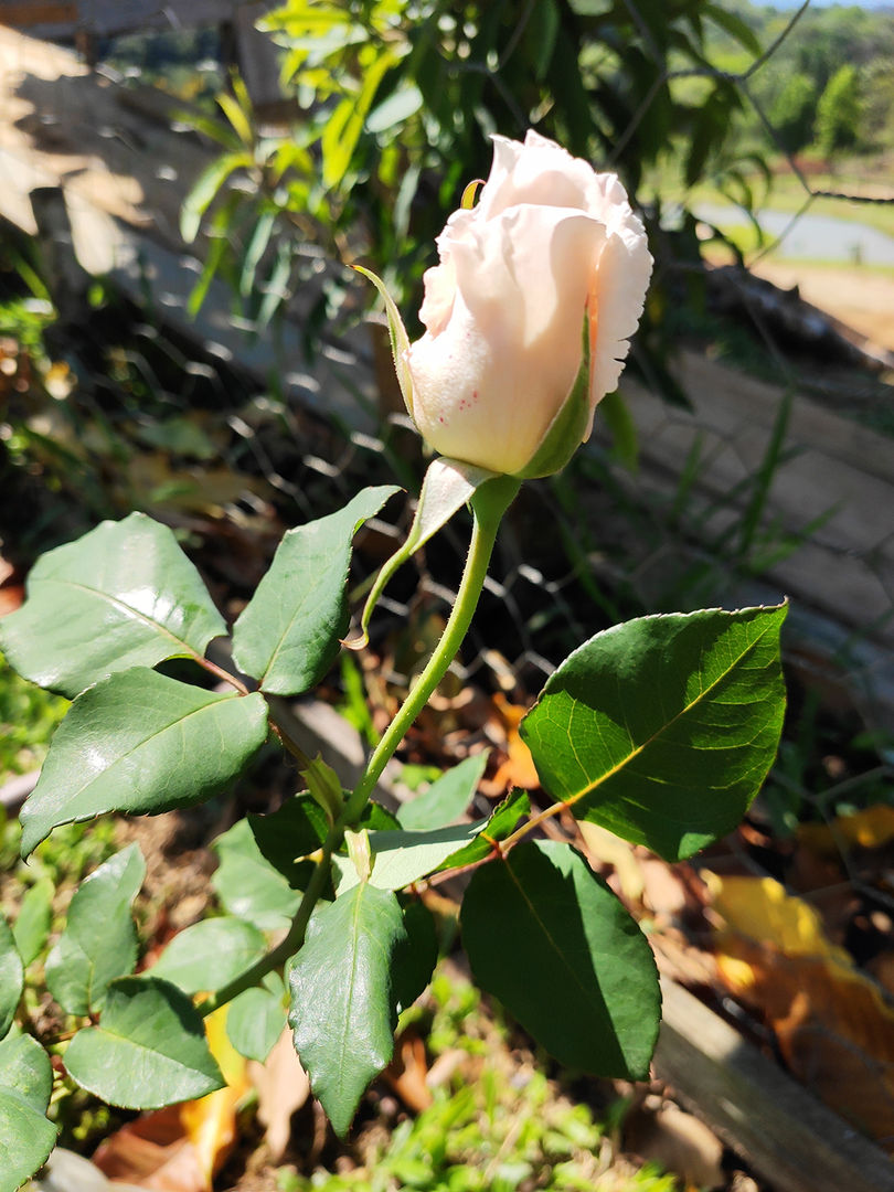 [Cultivar Rosas] Como Plantar Rosas Por Estaca | Tutorial de 6 Passos ...