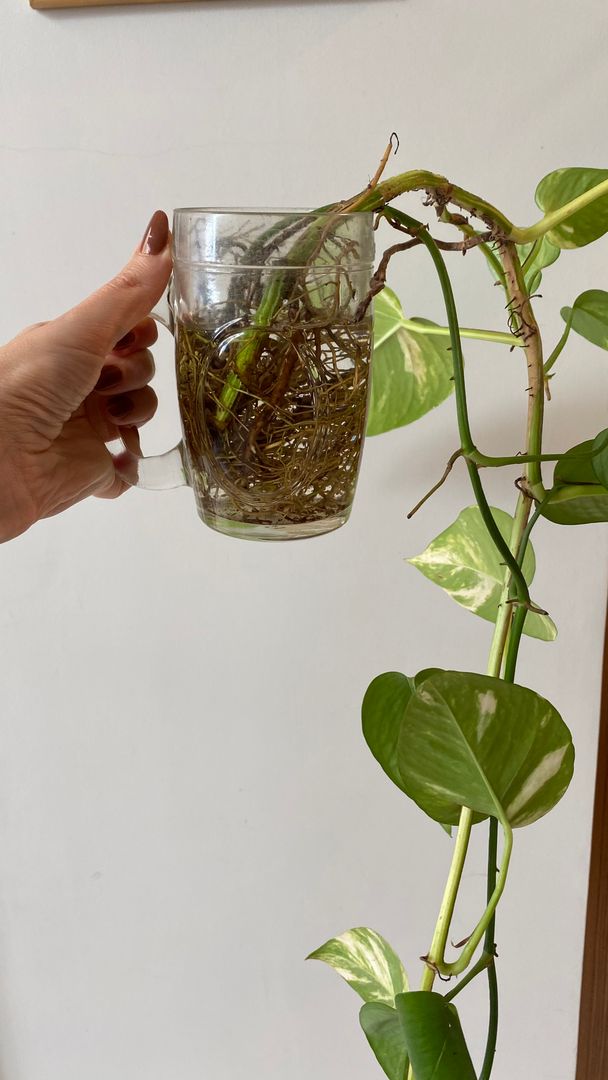 How To Propagate Golden Pothos | Gardening For Beginners | homify