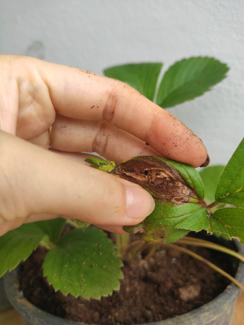 Como plantar morangos em vaso: germinar e plantar sementes de morango ...