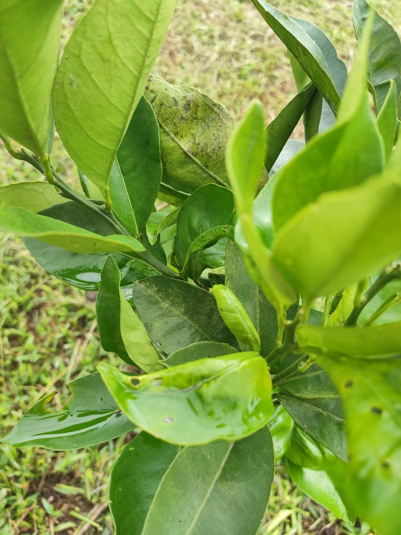 Orange Tree Care for Beginners | How to Grow an Orange Tree [8 Tips ...