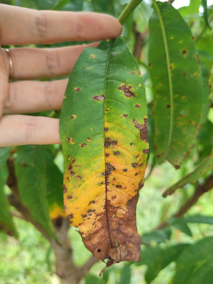 Como Cultivar e Cuidar de um Pessegueiro: 6 Passos | homify