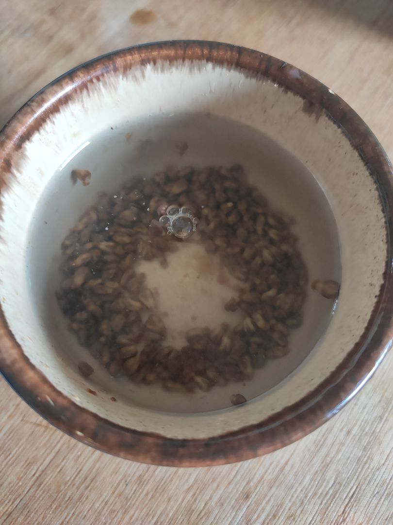 Como Cultivar Uma Videira: Tutorial DIY em 9 Passos | homify