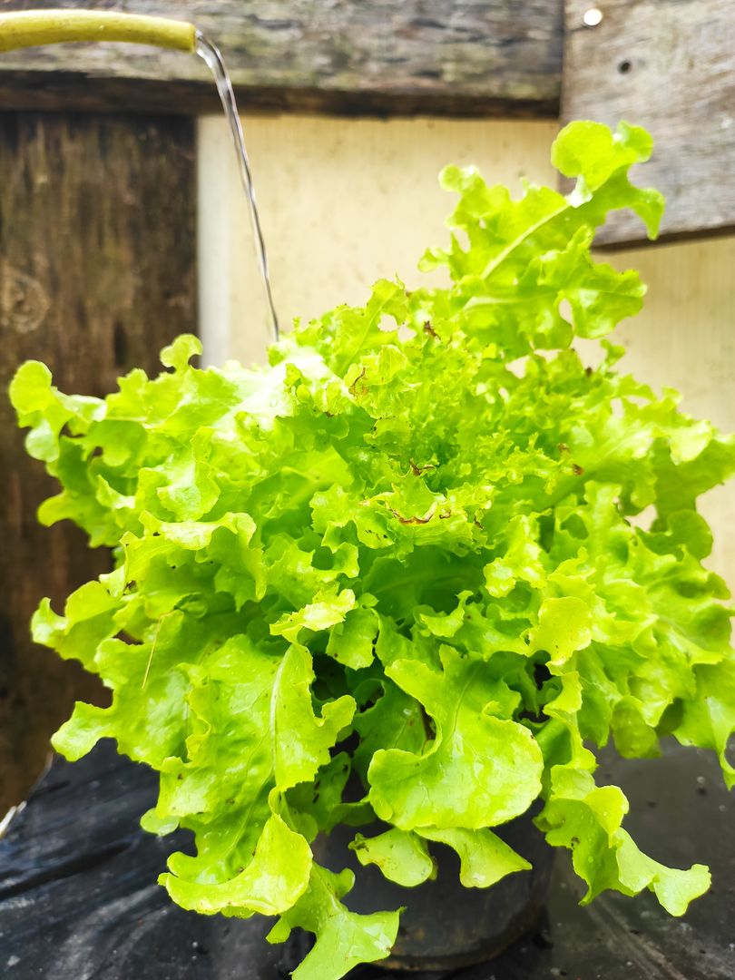Agricultura Urbana | Como Plantar Alface em Vaso em 9 Dicas | homify