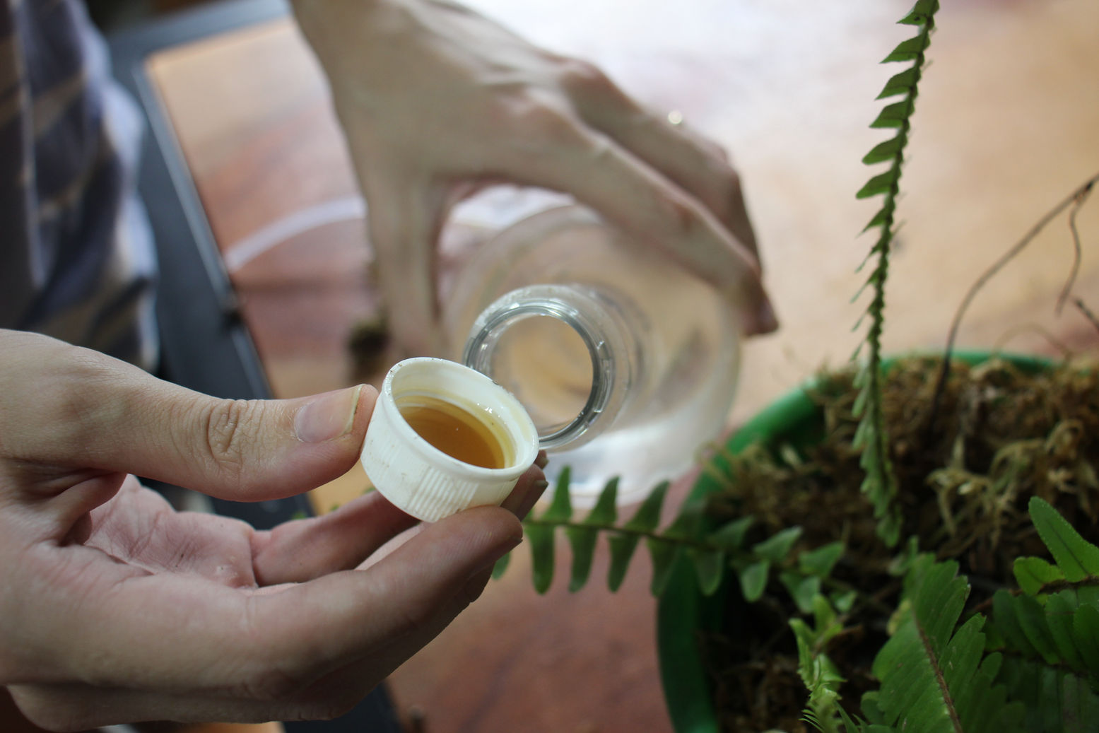Como cultivar um feto Samambaia de Boston: 10 dicas úteis | homify
