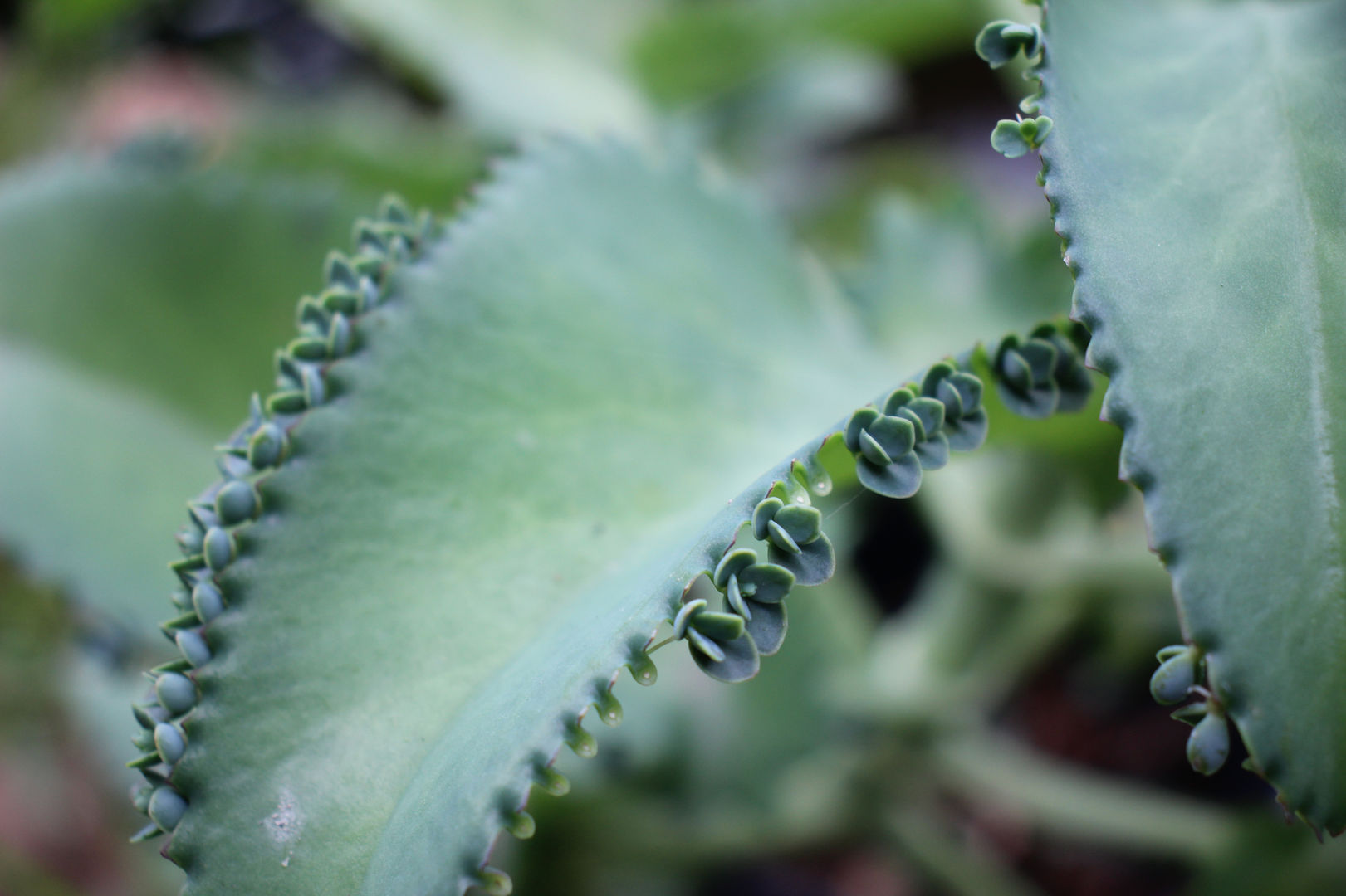 Bryophyllum Diagremontianum Care + How to Propagate Mother of Thousands ...