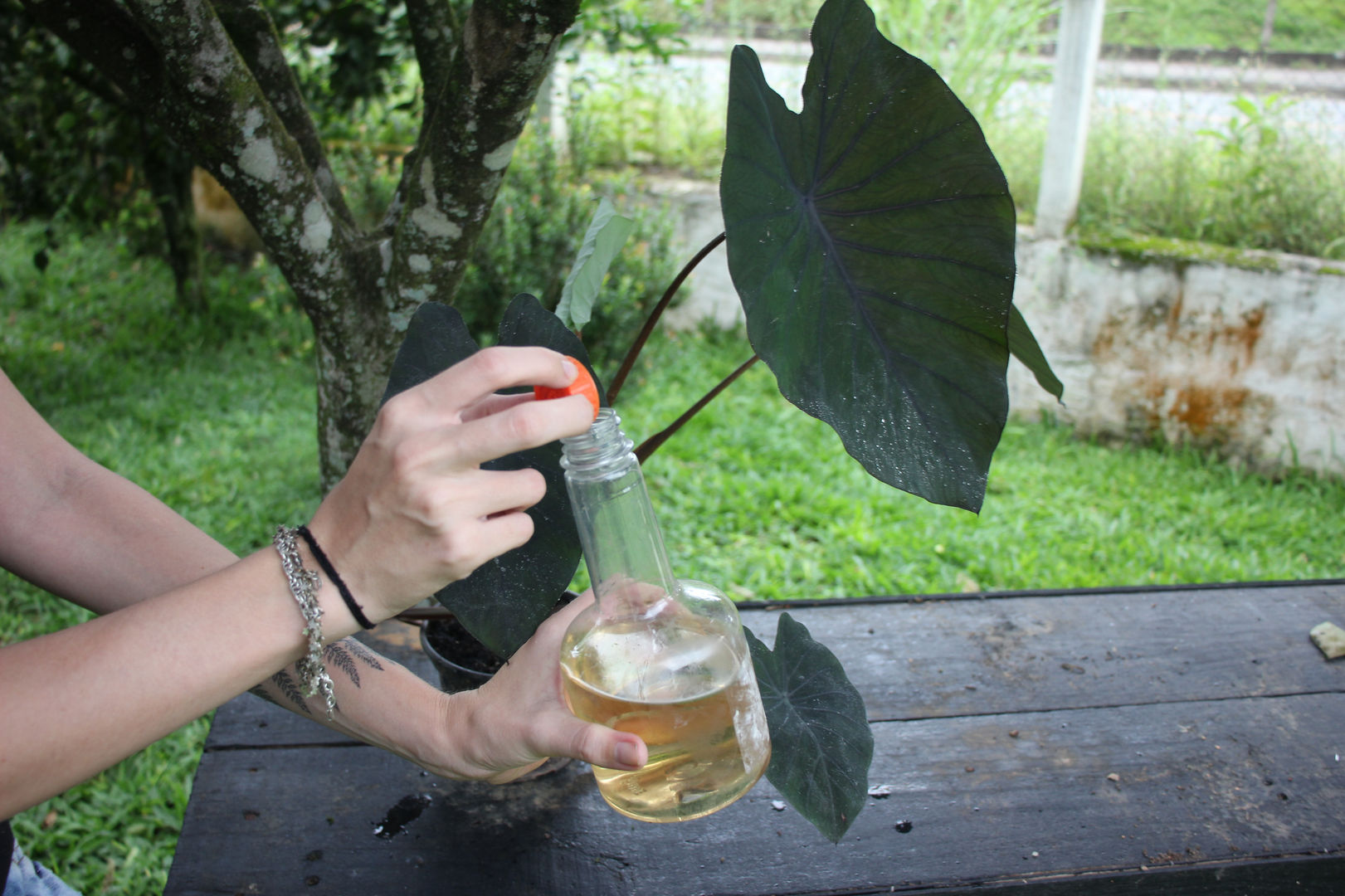 Guia de 6 passos para cuidar da planta Colocasia esculenta 'Magia Negra ...