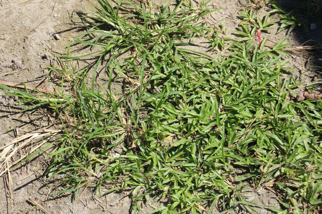 Relva: como e quando plantar o seu relvado | homify