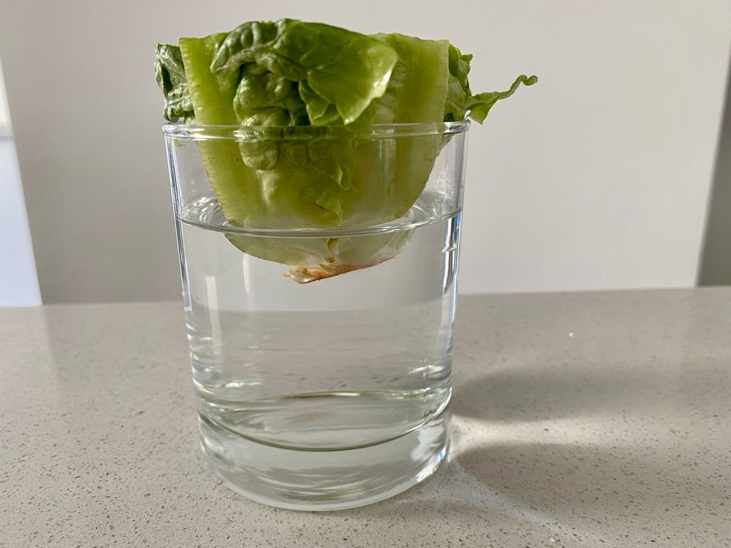 How to Plant Lettuce [2 Ways] | Step-by-step Tutorial for Growing ...