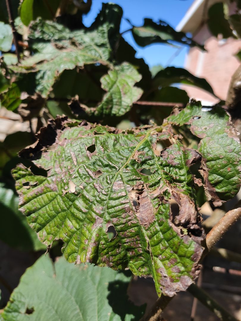 Your 8-Step Guide on How to Grow a Kiwi Tree | homify