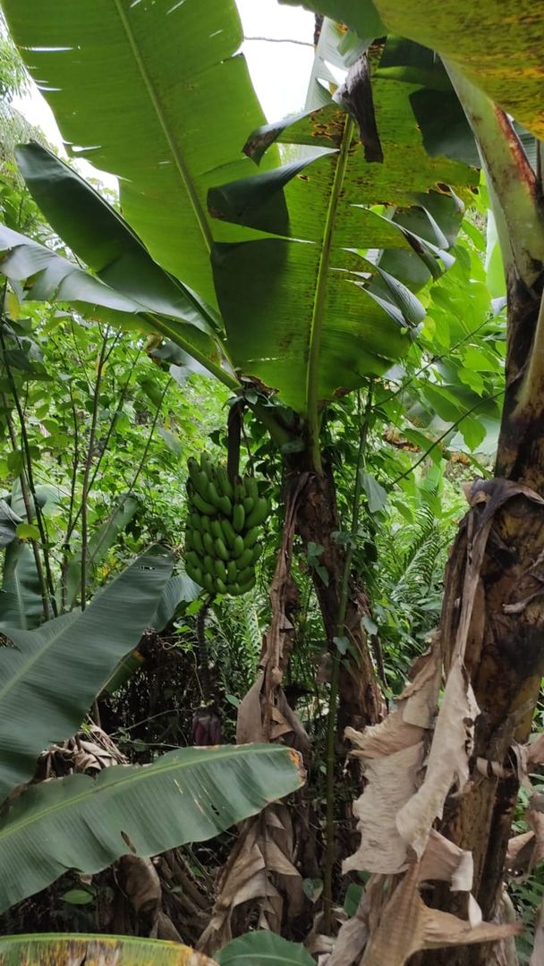 8 Top Tips Voor Het Groeien Van Bananenbomen | homify