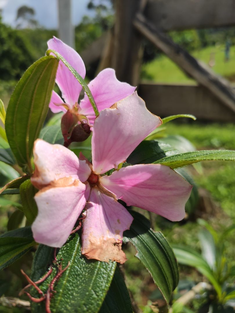 7 Ways To Grow Tibouchina mutabilis | homify