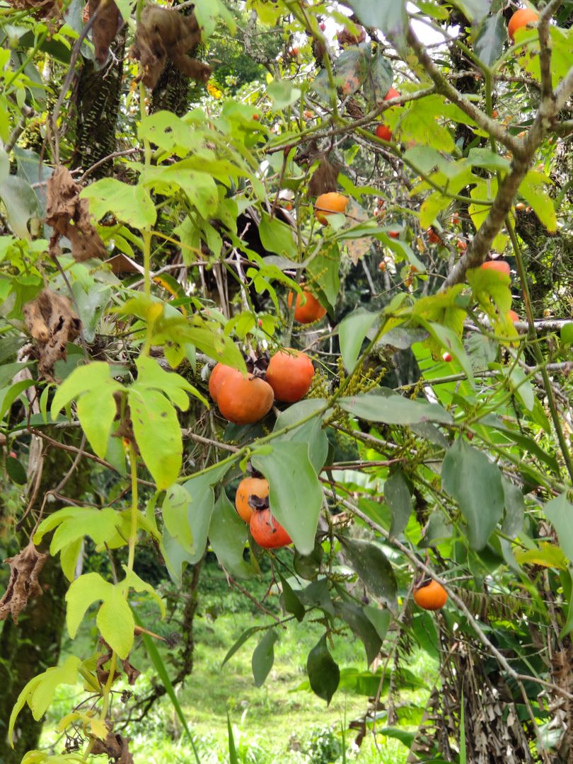 How to Grow and Care For a Persimmon Tree | 6 Tips | homify