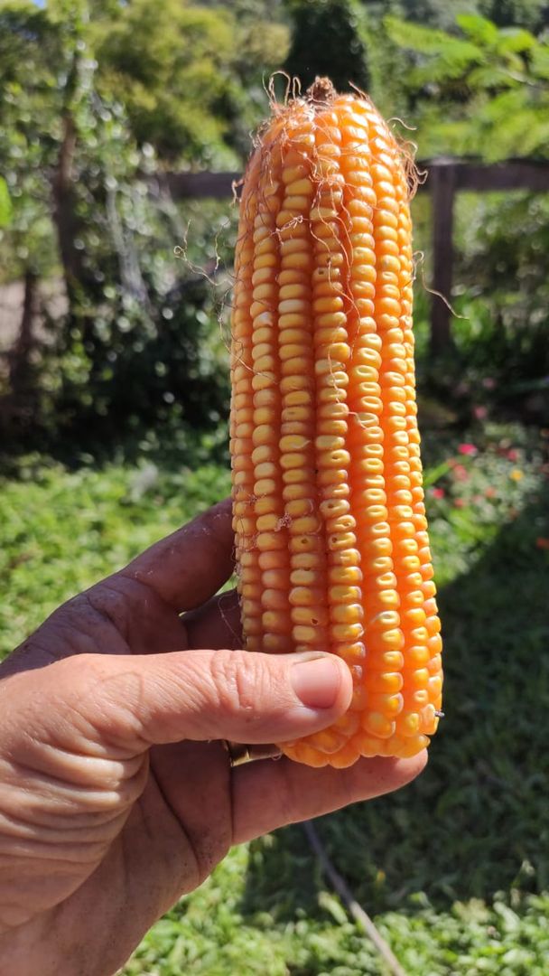 How to grow corn | DIY gardening in 8 easy steps | homify