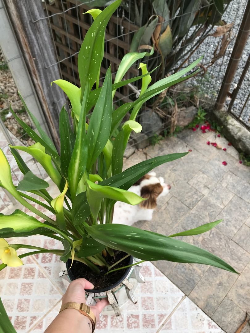 6 Simple Steps to Care for Your Zantedeschia Plant | homify