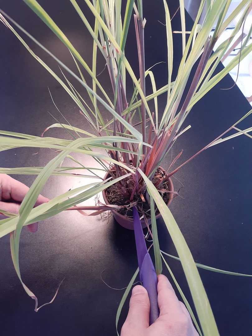 Come Coltivare La Pianta Di Citronella Citronella: Cos'è, Proprietà