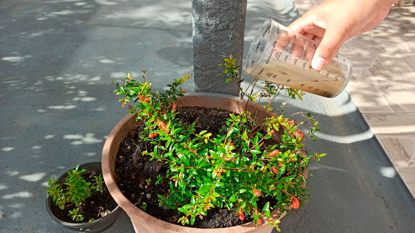 Einen Granatapfelbaum züchten – Lerne die nötige Pflege in 6 Schritten ...