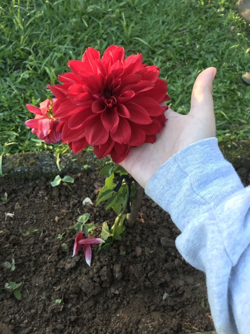 DIY Jardinagem | Como Cultivar a Planta Dália em Apenas 6 Passos ...