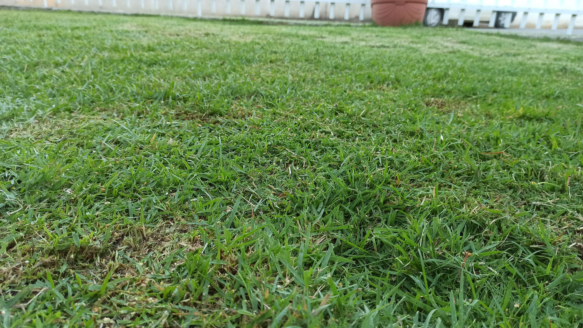 [DIY Jardinagem] Como Cortar a Relva em 10 Etapas | homify