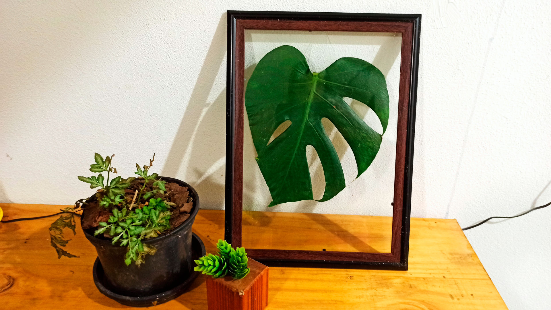 DIY Leaf Art: How To Frame Leaves In 12 Easy Steps | homify