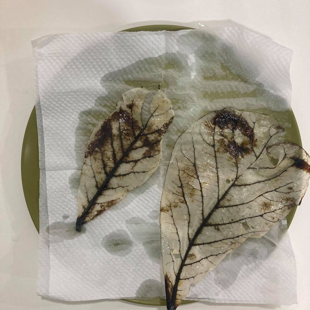 How to make Leaves Skeleton in 7 Easy Steps l DIY Guide to make Leaves ...