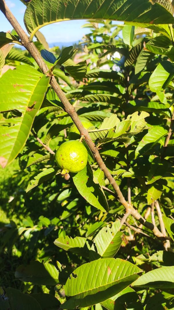 Como Plantar Goiaba | Os 10 Passos Para Ter Um Pé De Goiaba Saudável ...