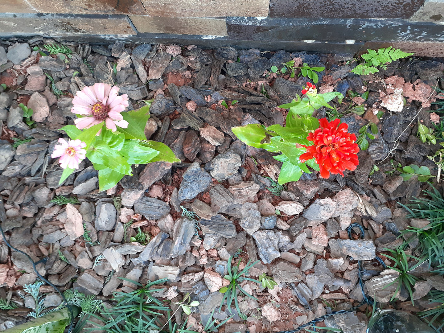 5 Melhores Dicas Para Cultivar Flor Zínia Com Sucesso [Zinnia Elegans ...