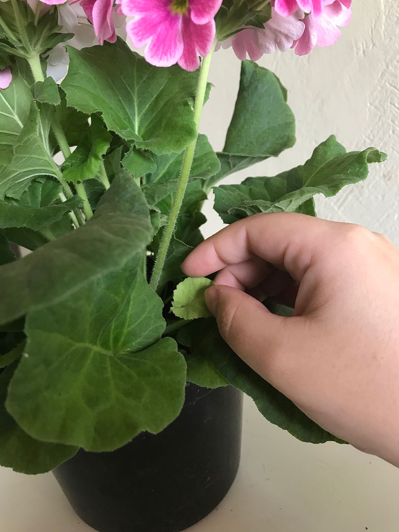 Flor Primula: Como Cuidar Em 5 Passos Fáceis | Primrose | homify