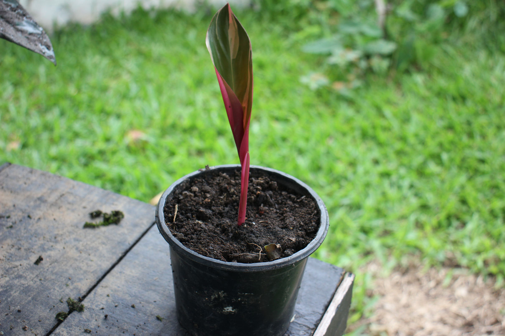 7 Ideas Geniales que te Enseñan Cómo Revivir una Planta Muerta | homify