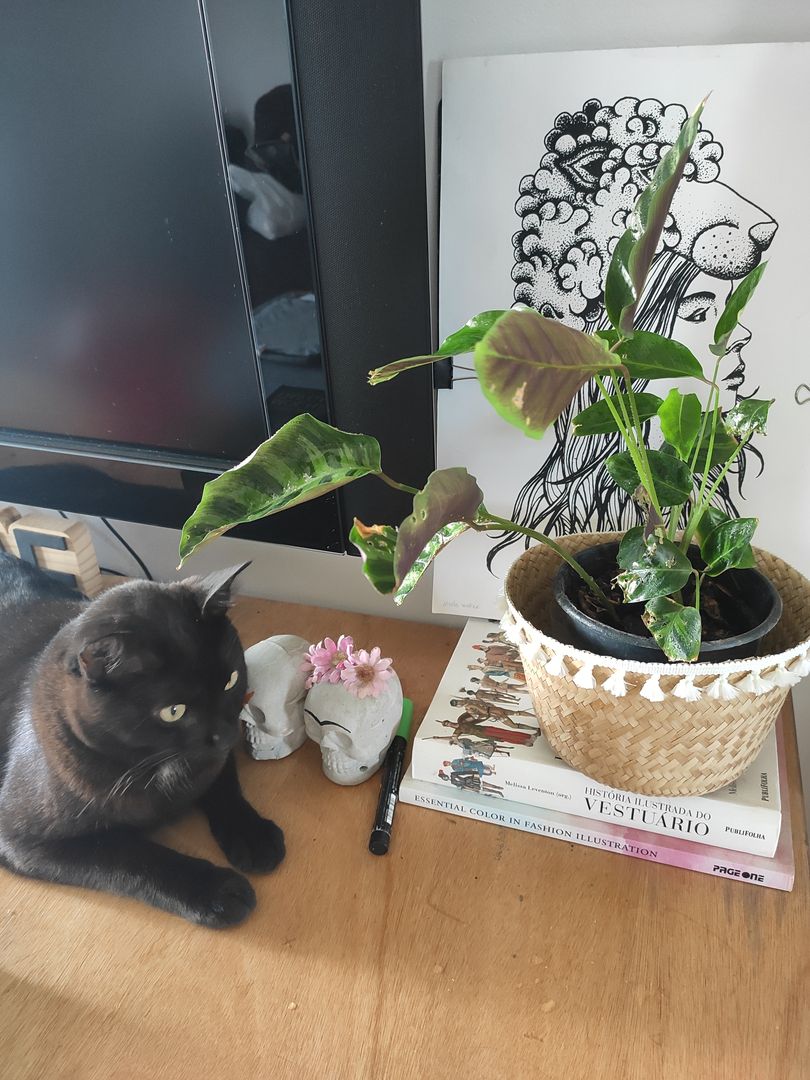 7 Conseils pour Entretenir et Cultiver la Maranta | homify