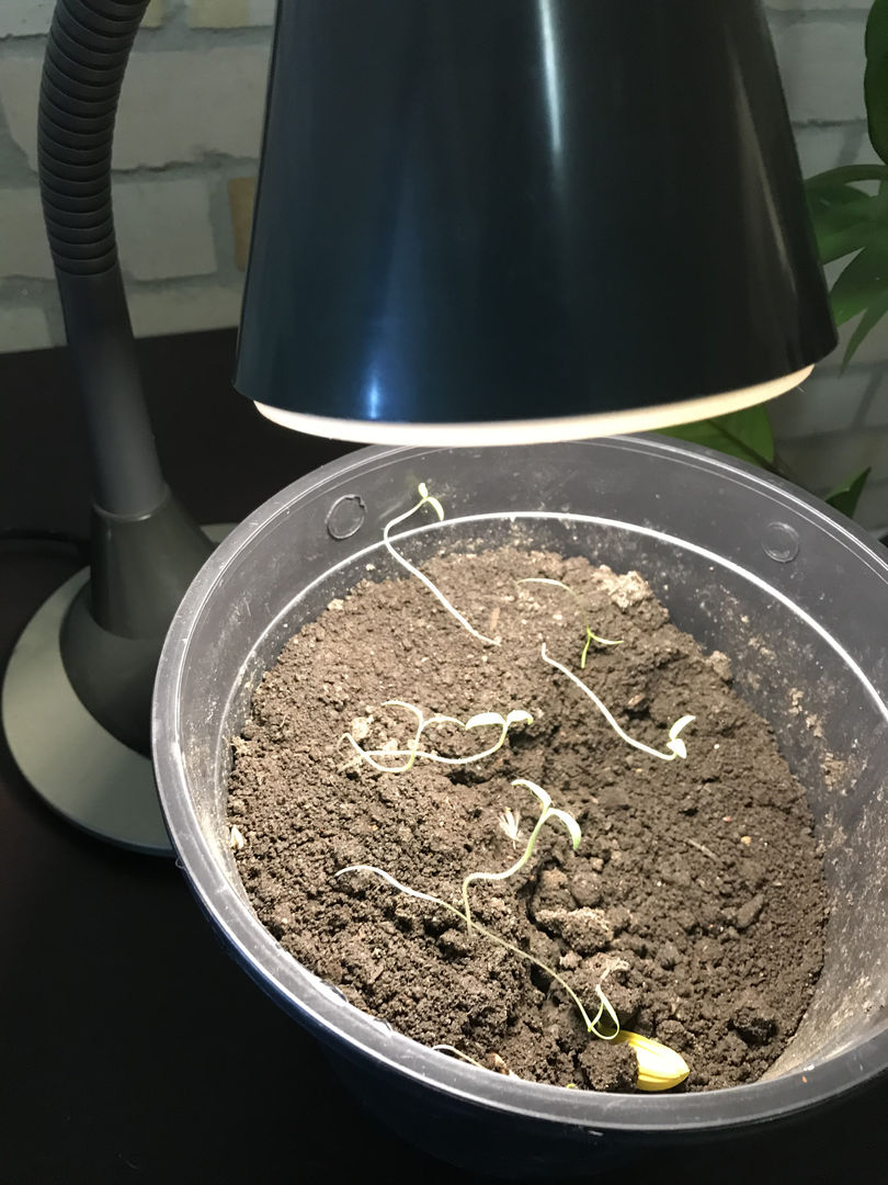 How to Grow an Indoor Plant: 6 Steps to Make a DIY Grow Light | homify