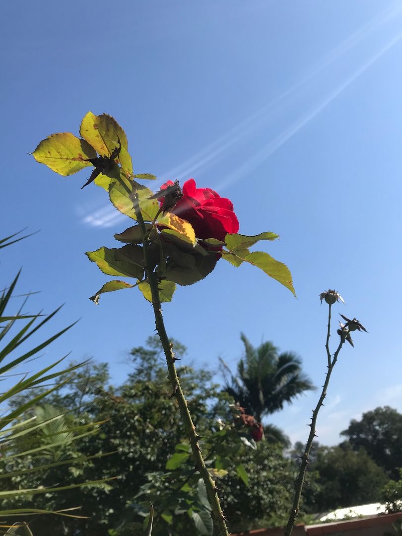 Rosa Gallica French Rose Go Botany Gardening In France: Fascinating